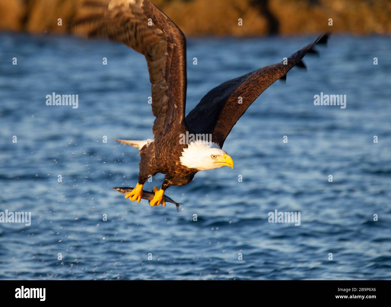 Adult Bald Eagle in Flight Fish in Talons Stock Photo - Alamy