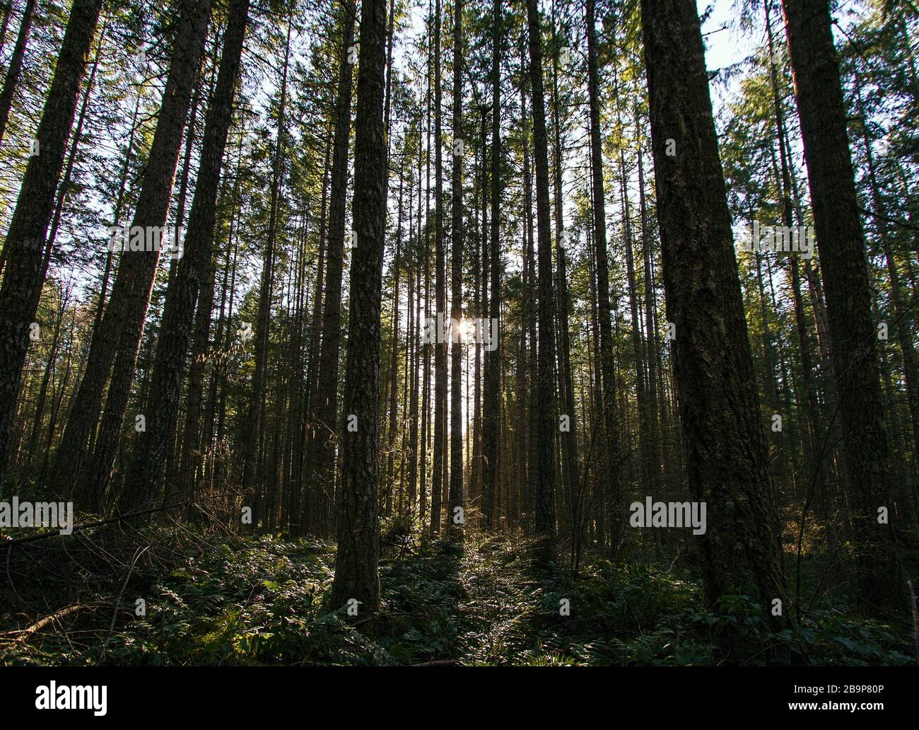 The afternoon sun illuminates a backlit forest scene on Vancouver ...