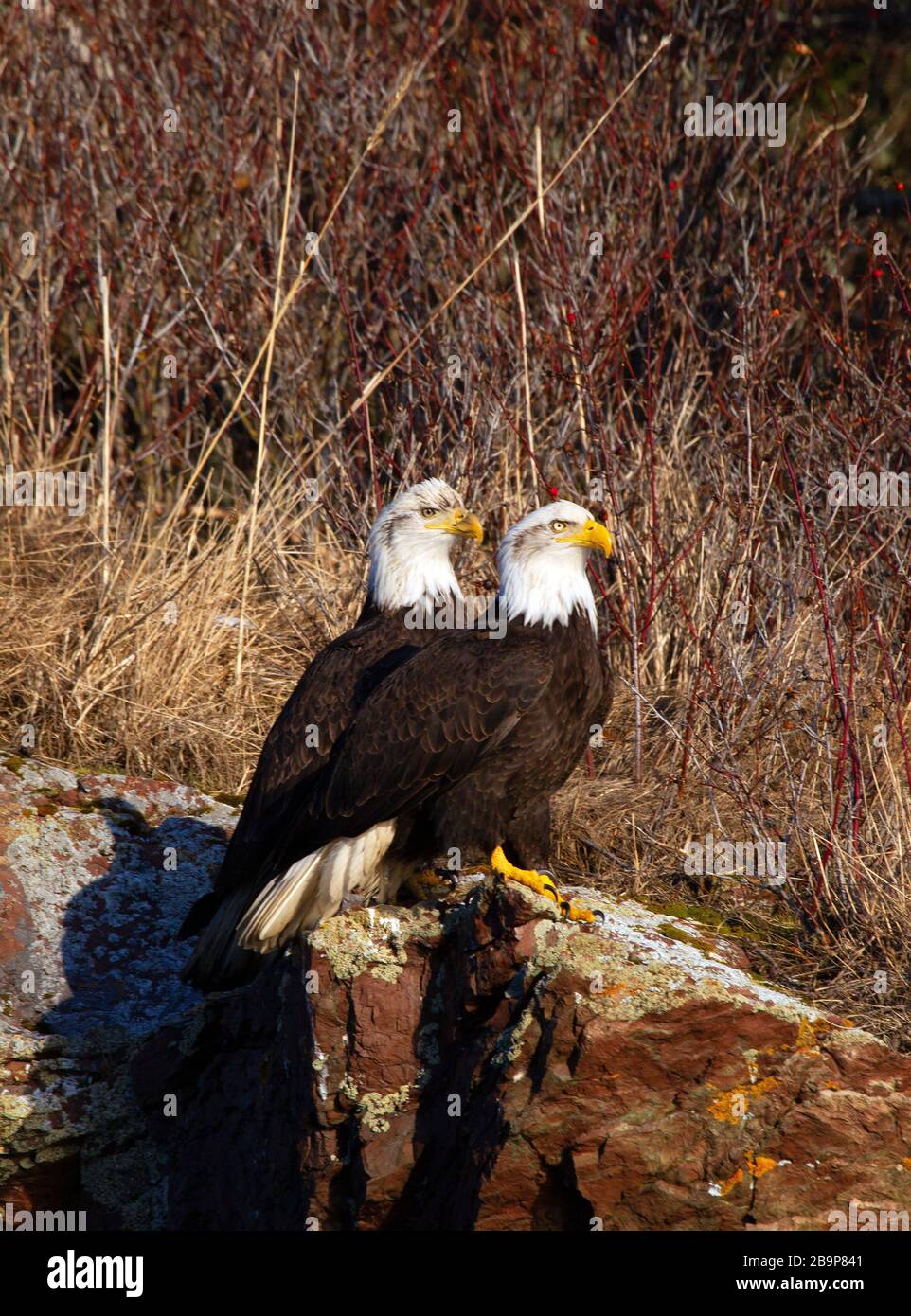 Two adult bald eagles perched on rock hi-res stock photography and ...