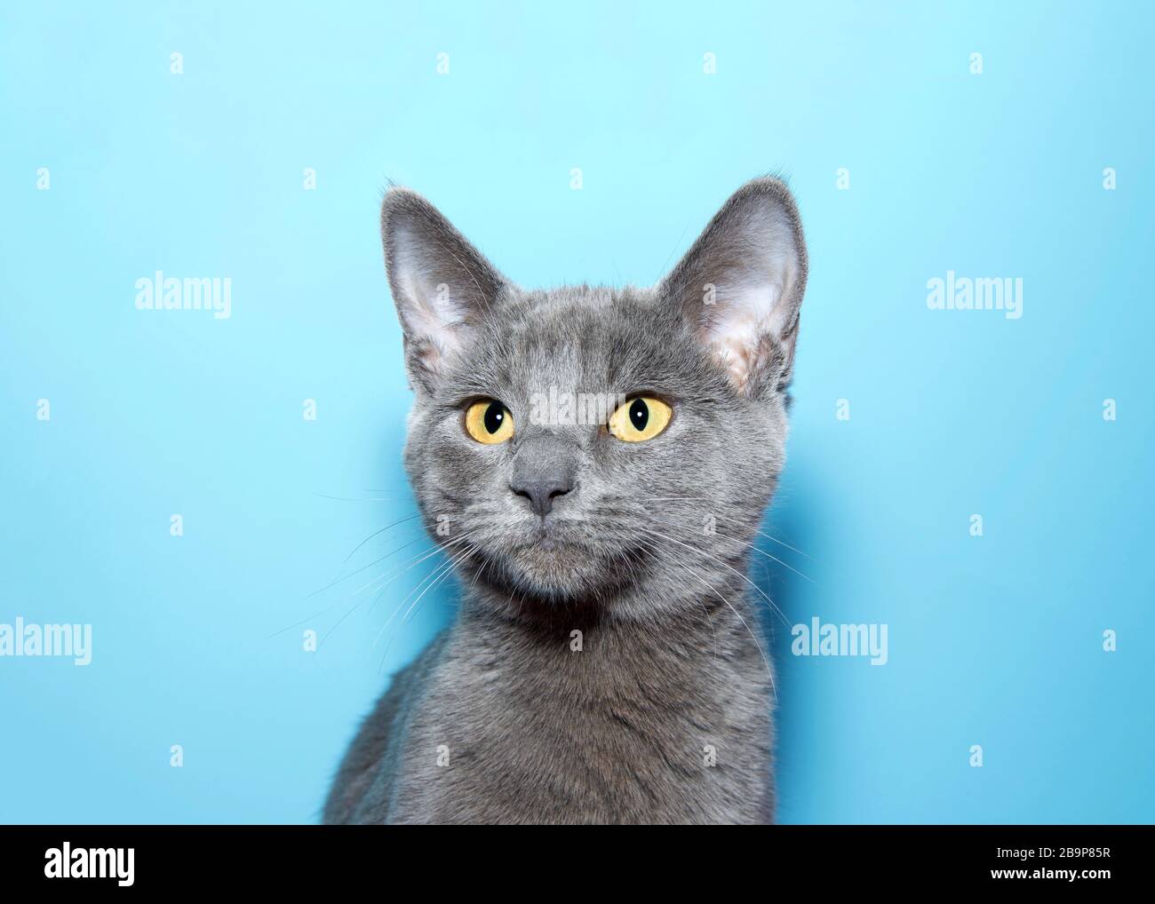 Portrait of an adorable blue grey kitten, Chartreux, with vibrant ...