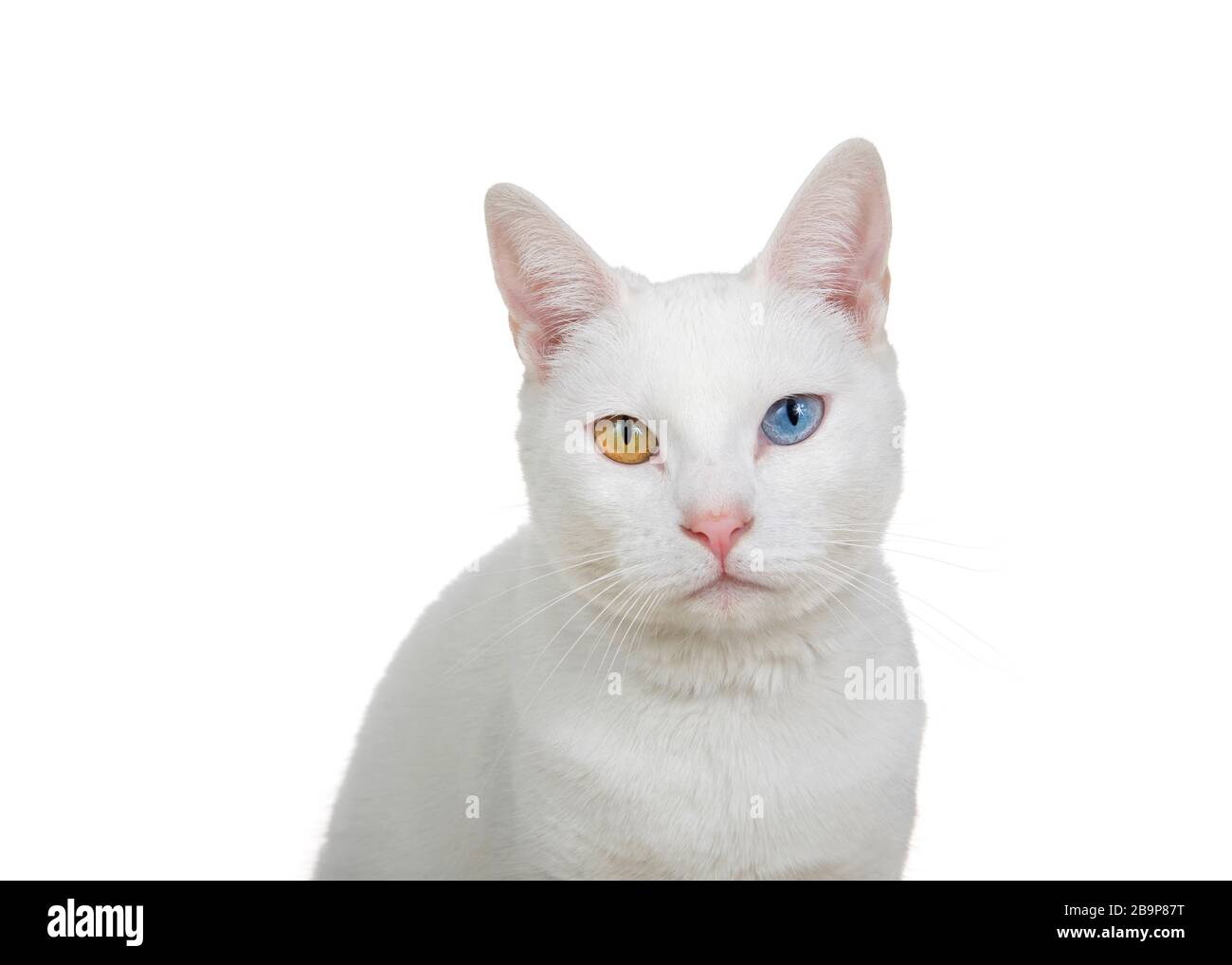 Heterochromia Cat