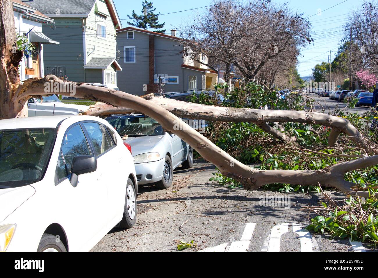 Large tree uprooted from sidewalk from high wind velocity. Laying ...