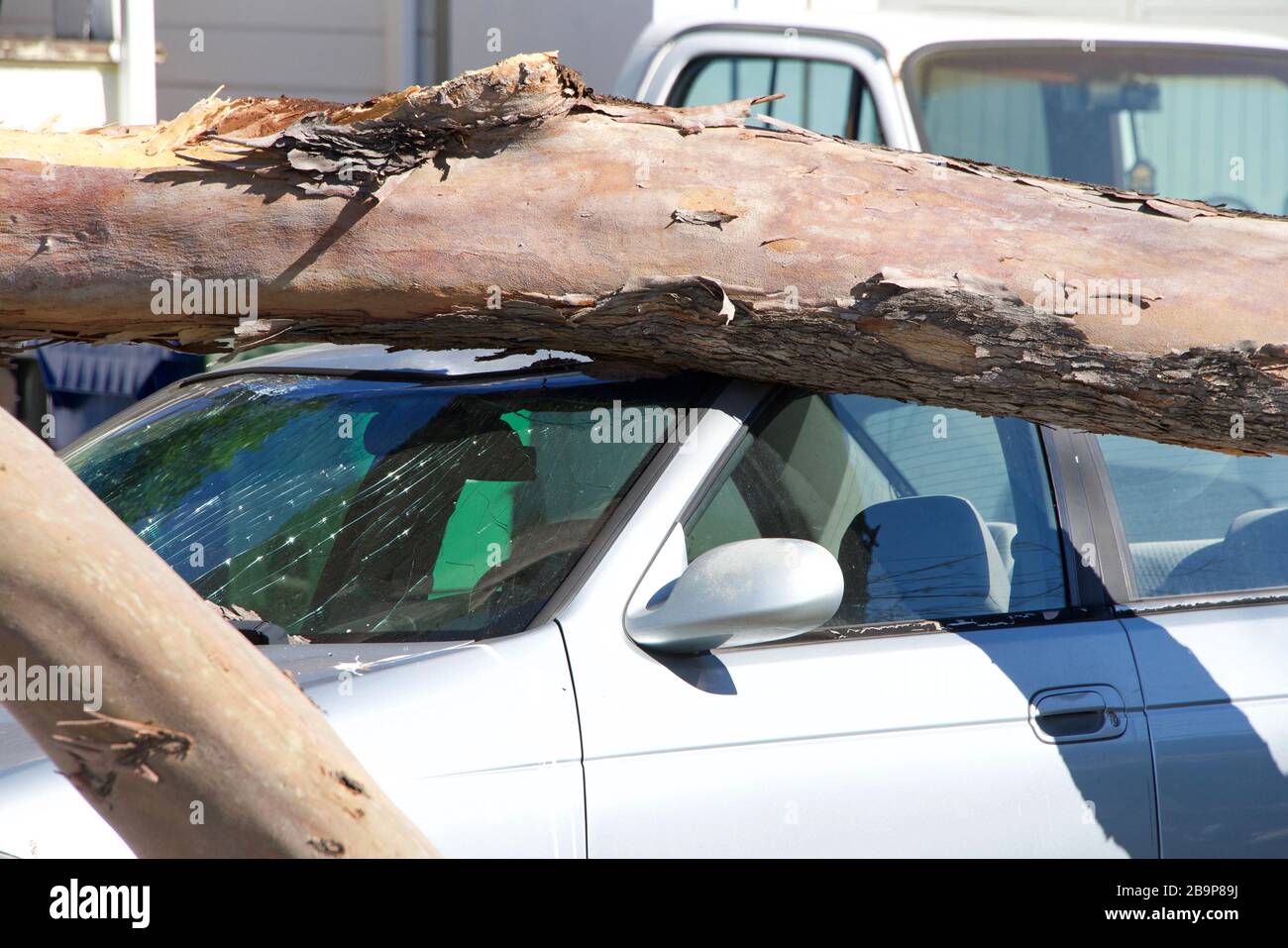 Large tree uprooted from sidewalk from high wind velocity. Laying ...