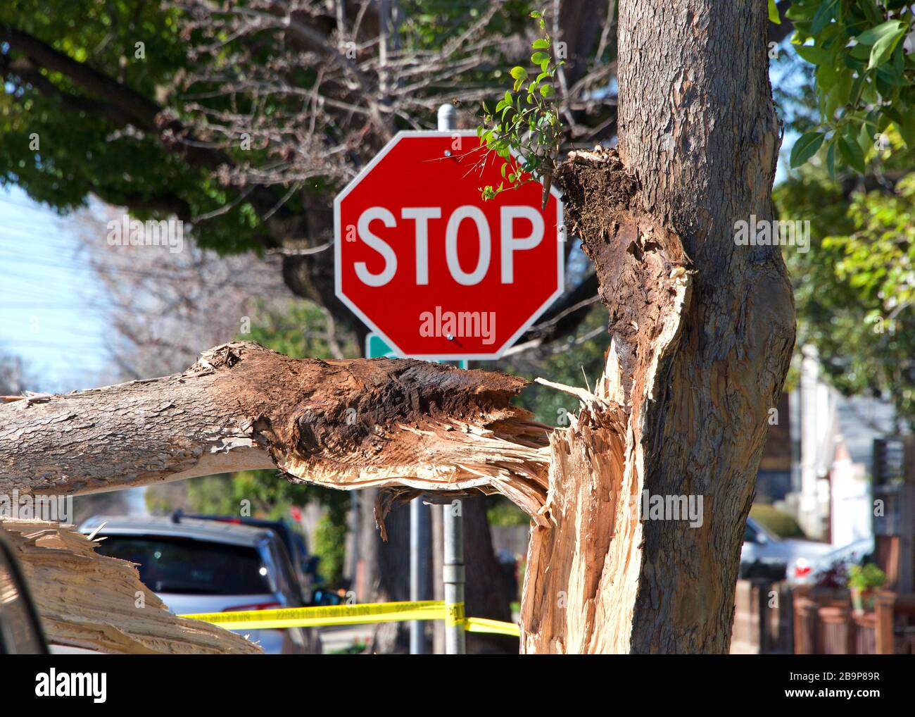 Large tree branch broken, split at the trunk from high wind velocity ...