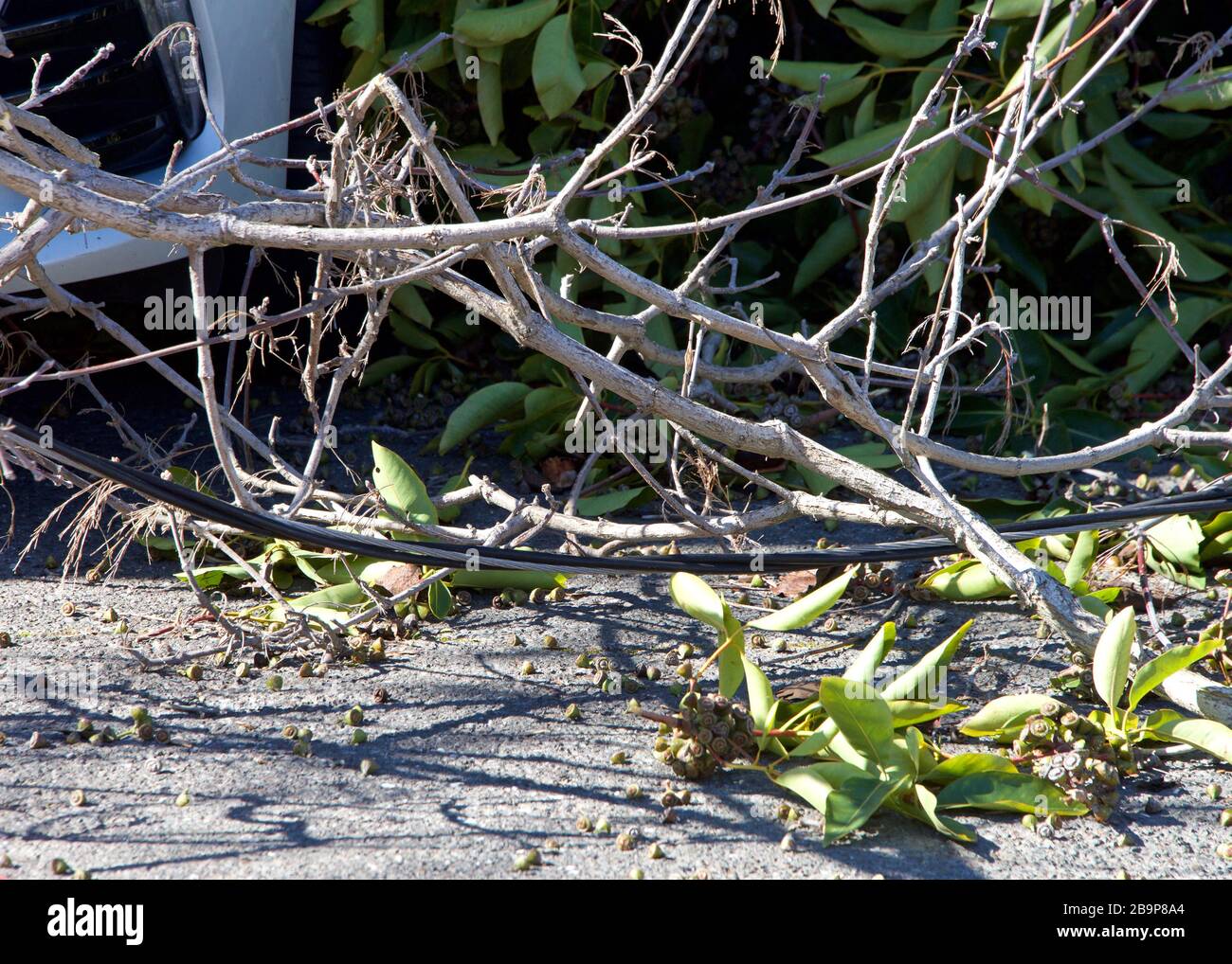 Tree branches with green leaves, fallen on the roadway after tree fell ...