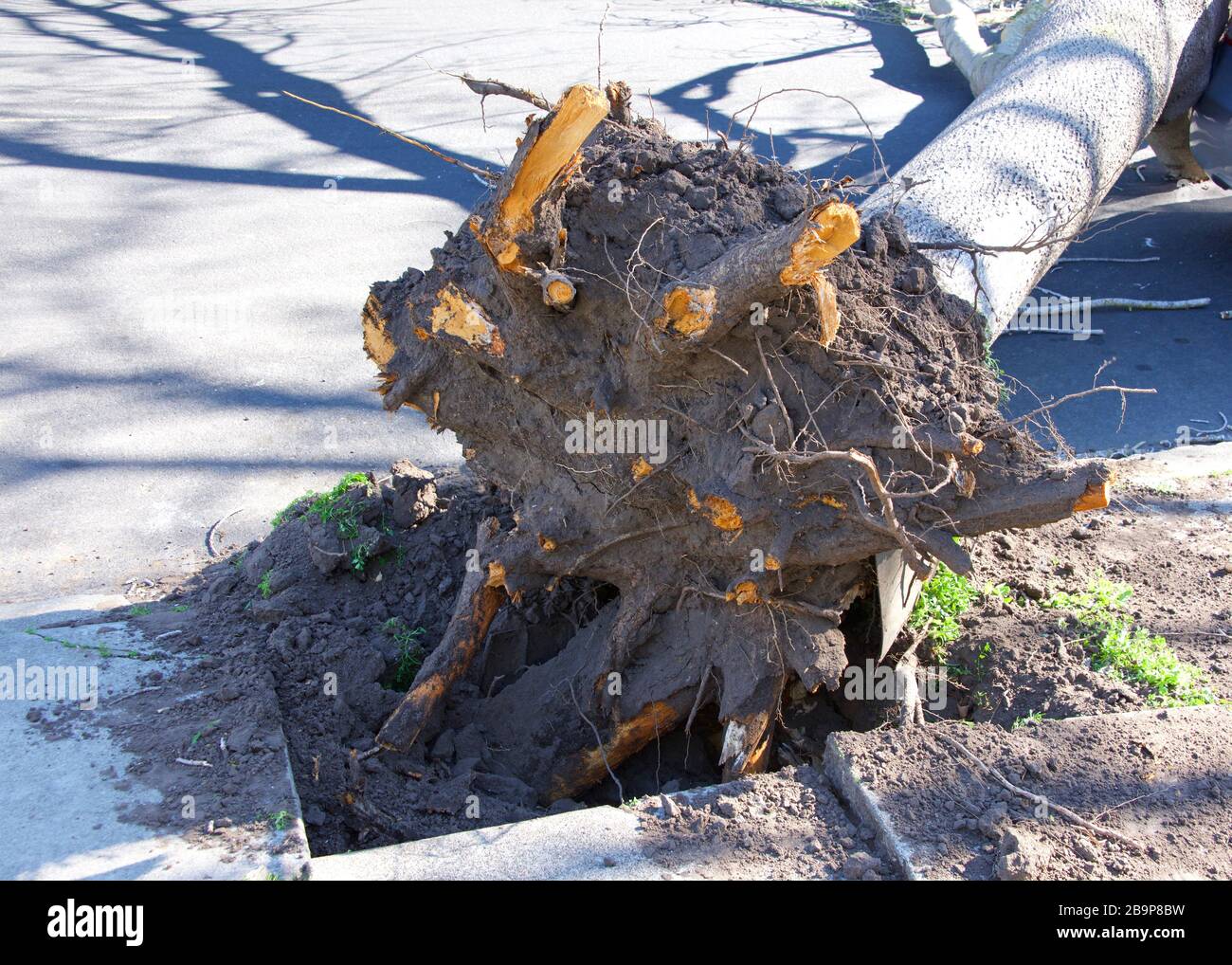 Tree roots sidewalk hi-res stock photography and images - Alamy