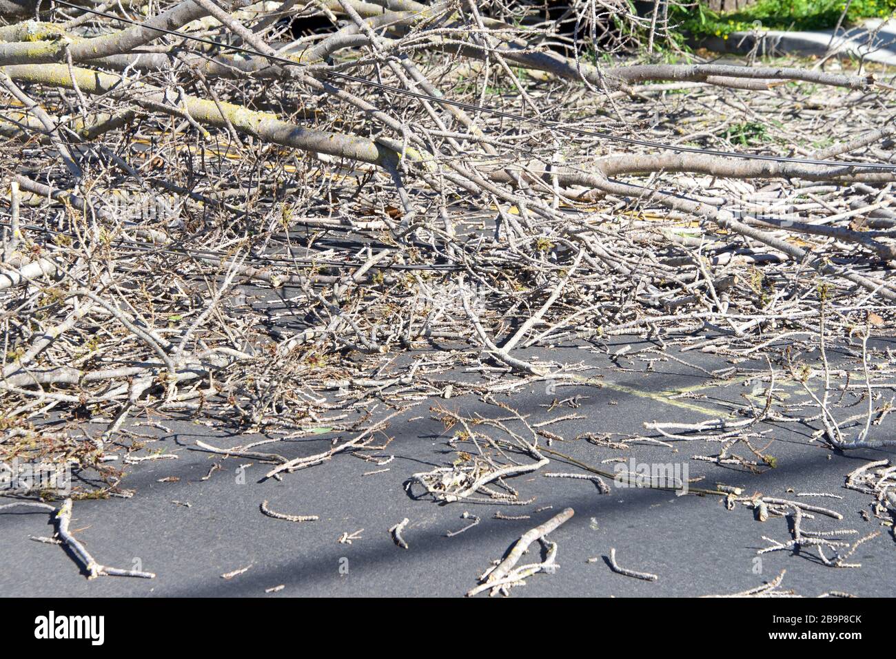 Dormant tree branches with spring buds ready to sprout, shattered on ...