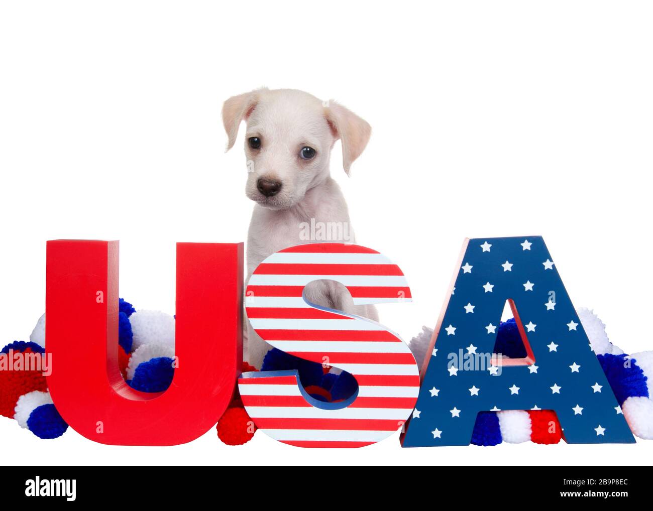 Chihuahua Lab Puppies