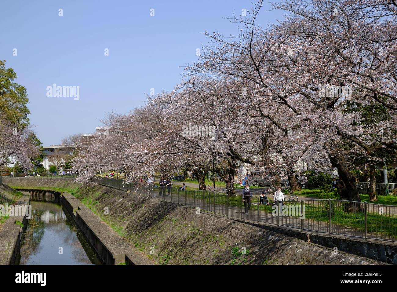 Cherry blossom viewing (hanami) in Tokyo, Japan Stock Photo - Alamy