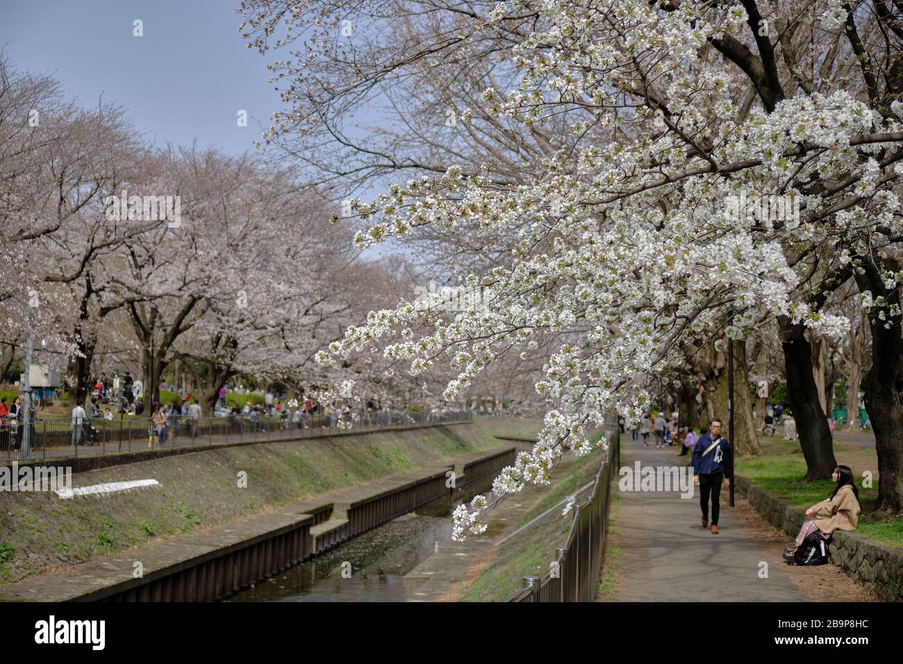 Cherry blossom viewing (hanami) in Tokyo, Japan Stock Photo - Alamy