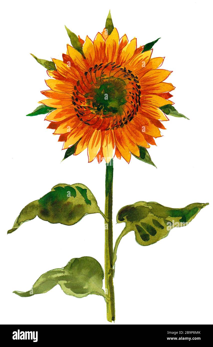 Blossoming sunflower. Ink and watercolor illustration Stock Photo - Alamy