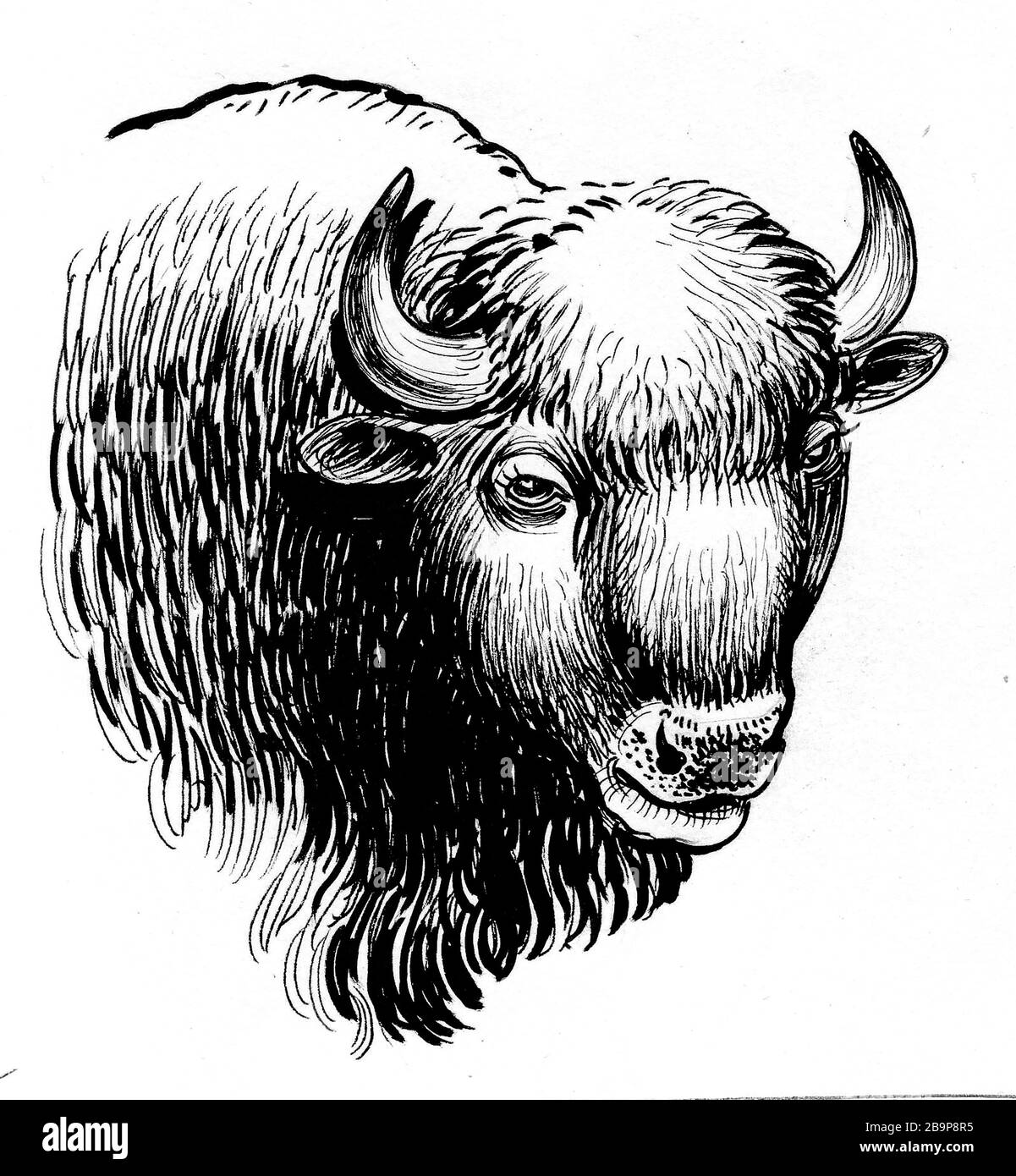 Bison Head Drawing Download Bison Line Art Illustration Coloring Pages