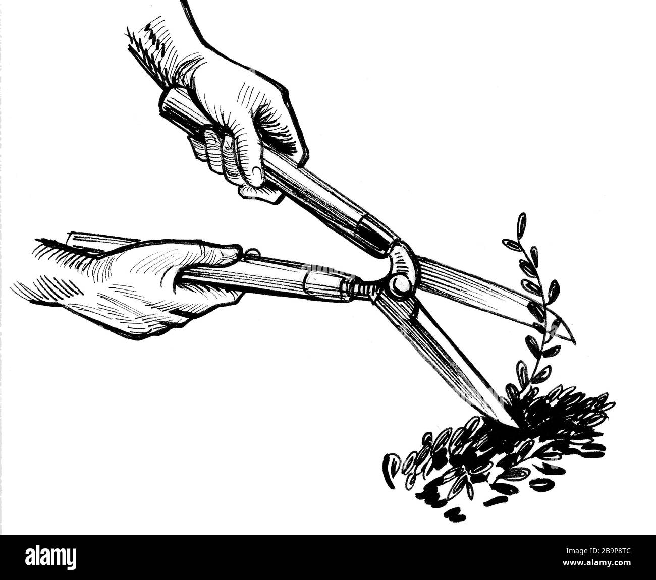 Hands with secateurs cutting branches. Ink black and white drawing ...