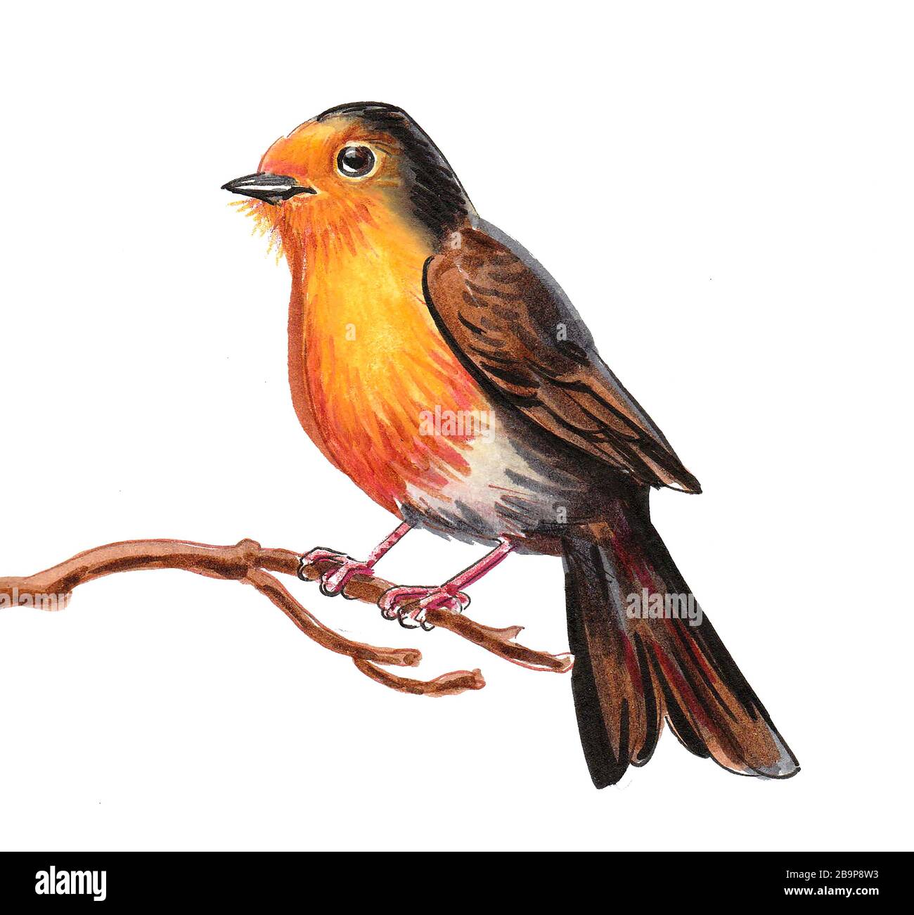 Bird on a tree branch. Ink and watercolor drawing Stock Photo - Alamy