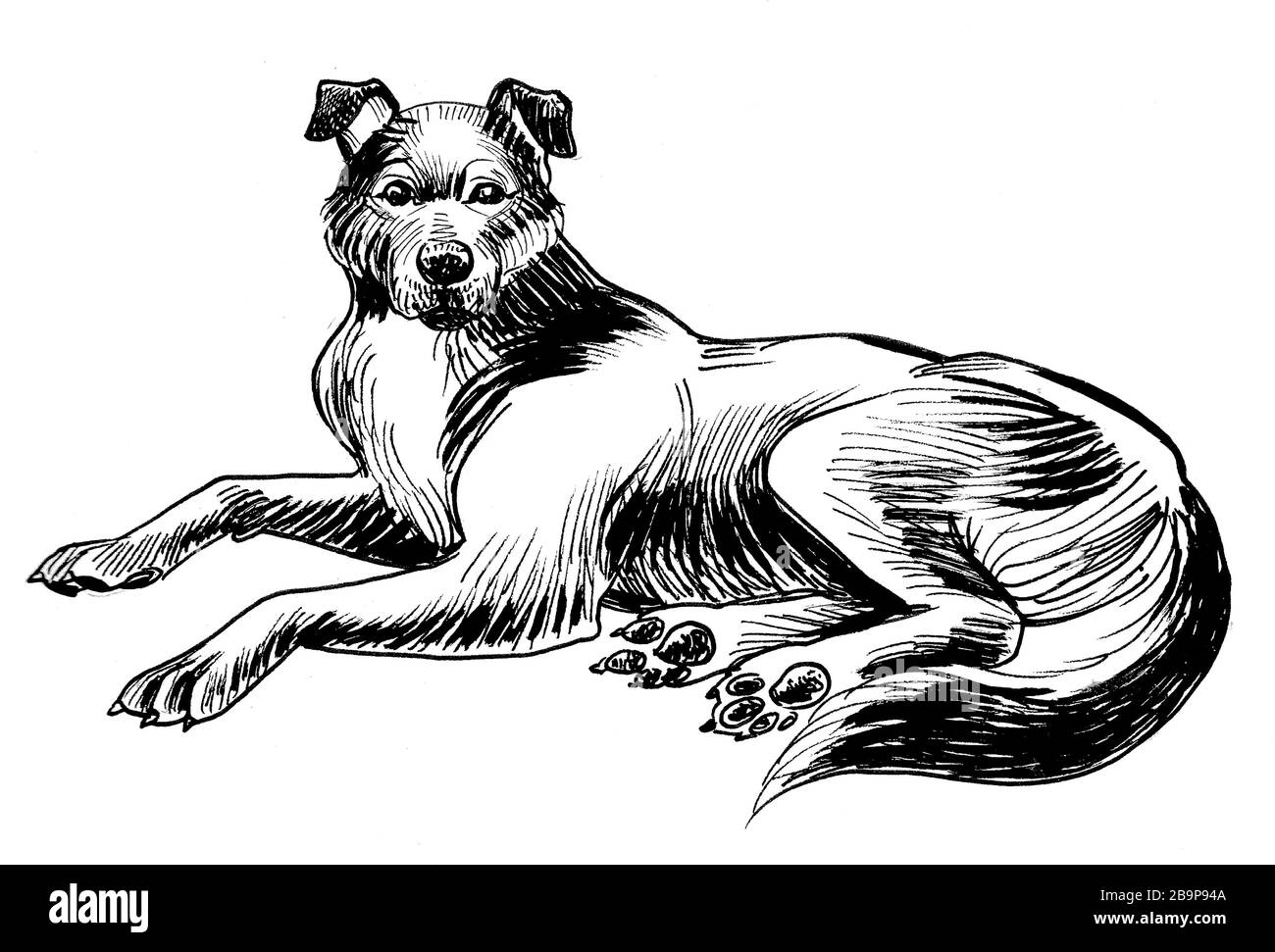 Resting dog. Ink black and white drawing Stock Photo - Alamy
