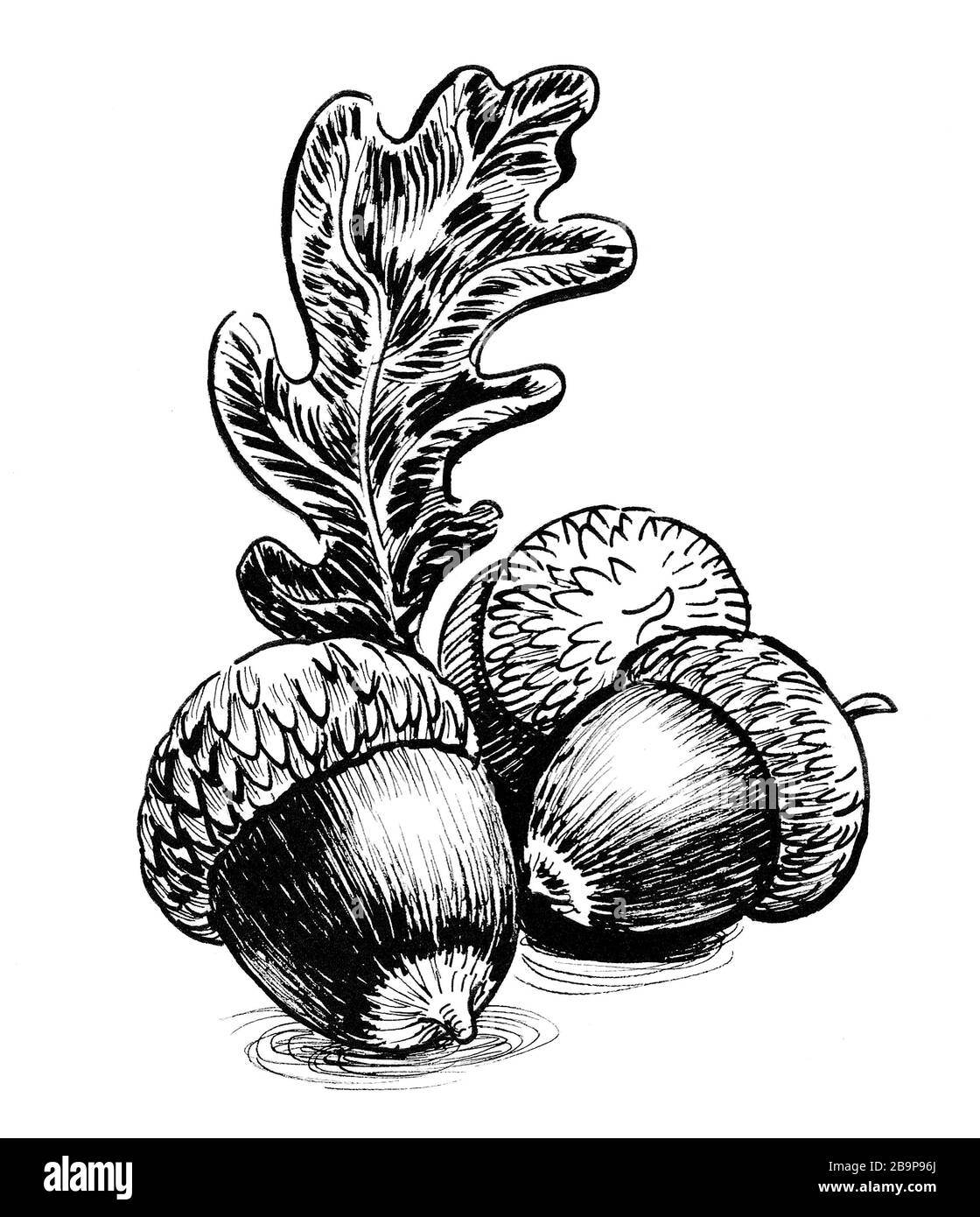 Acorns and oak leaf. Ink black and white drawing Stock Photo - Alamy