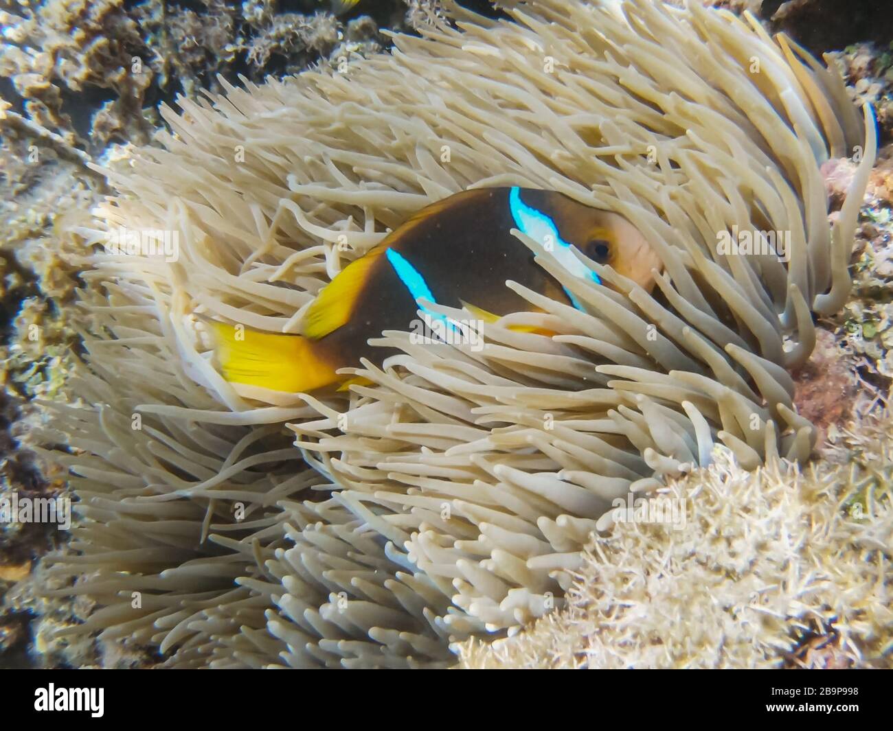 blue stripe clownfish in a sea anemone at a shallow reef in fiji Stock ...