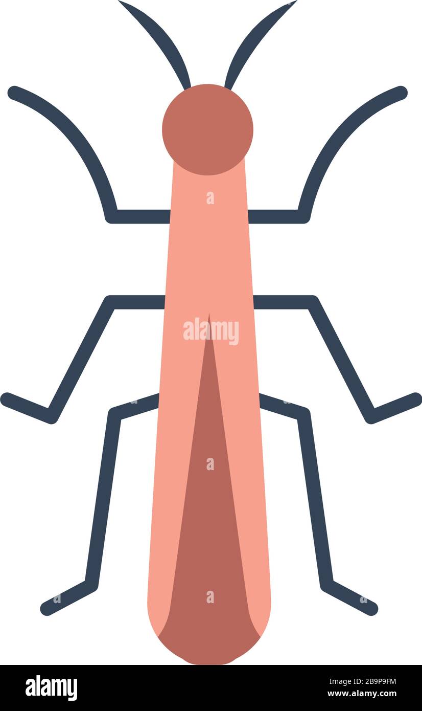 Walking stick insect white background Stock Vector Images - Alamy