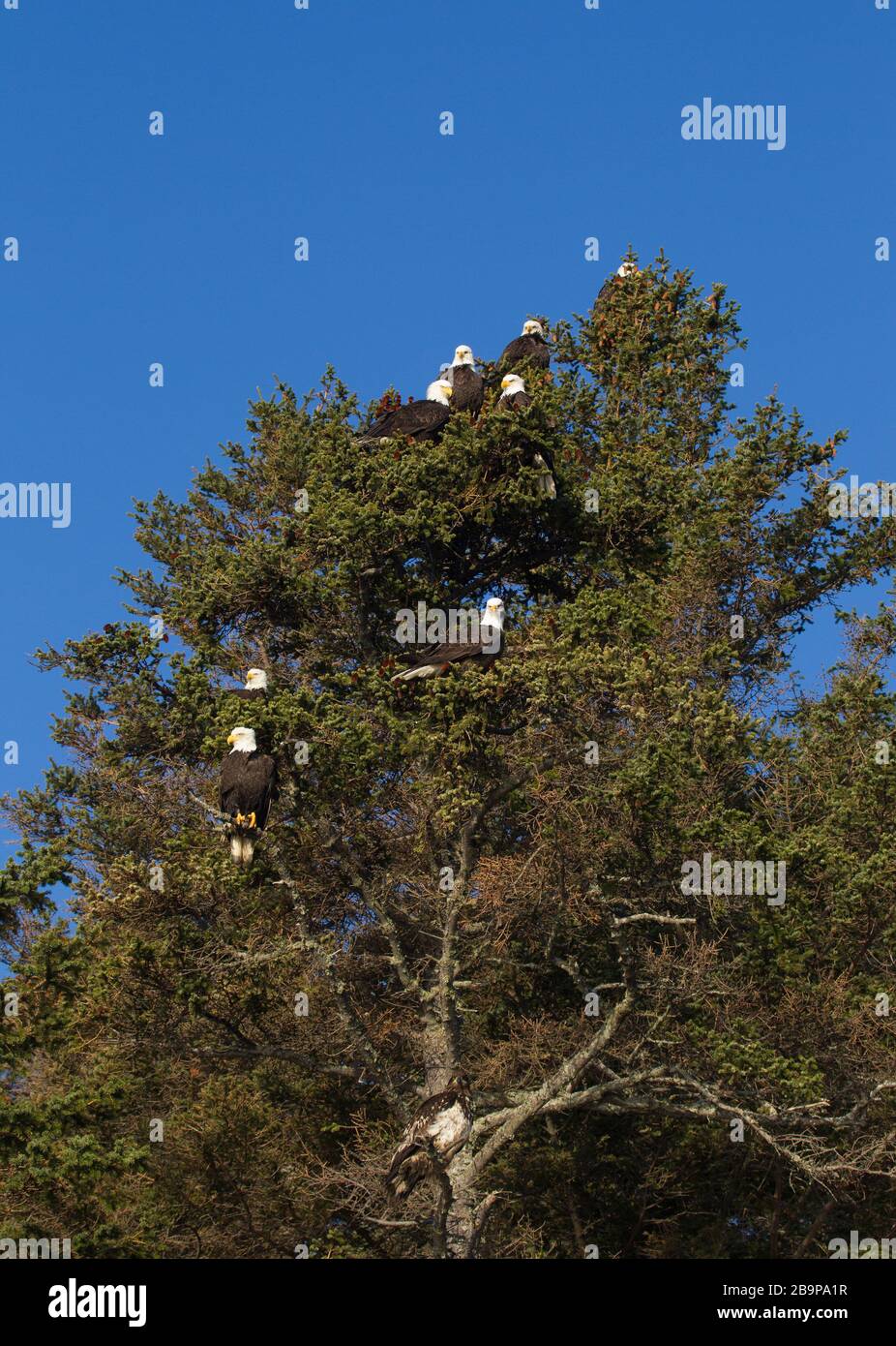 Eight eagles hi-res stock photography and images - Alamy
