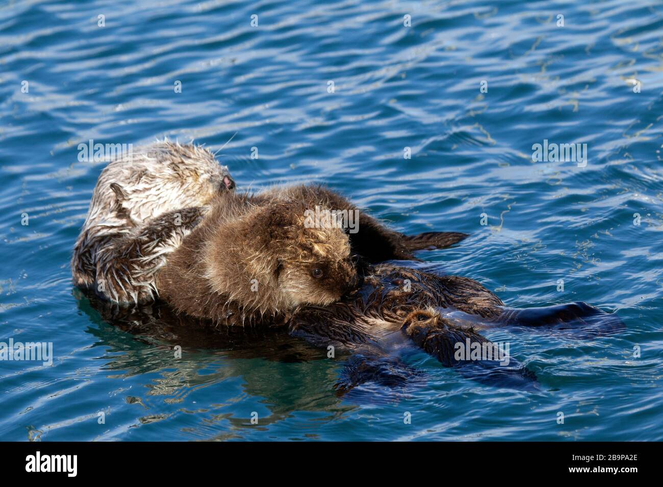 Sea Otter Pup Stock Photo - Alamy
