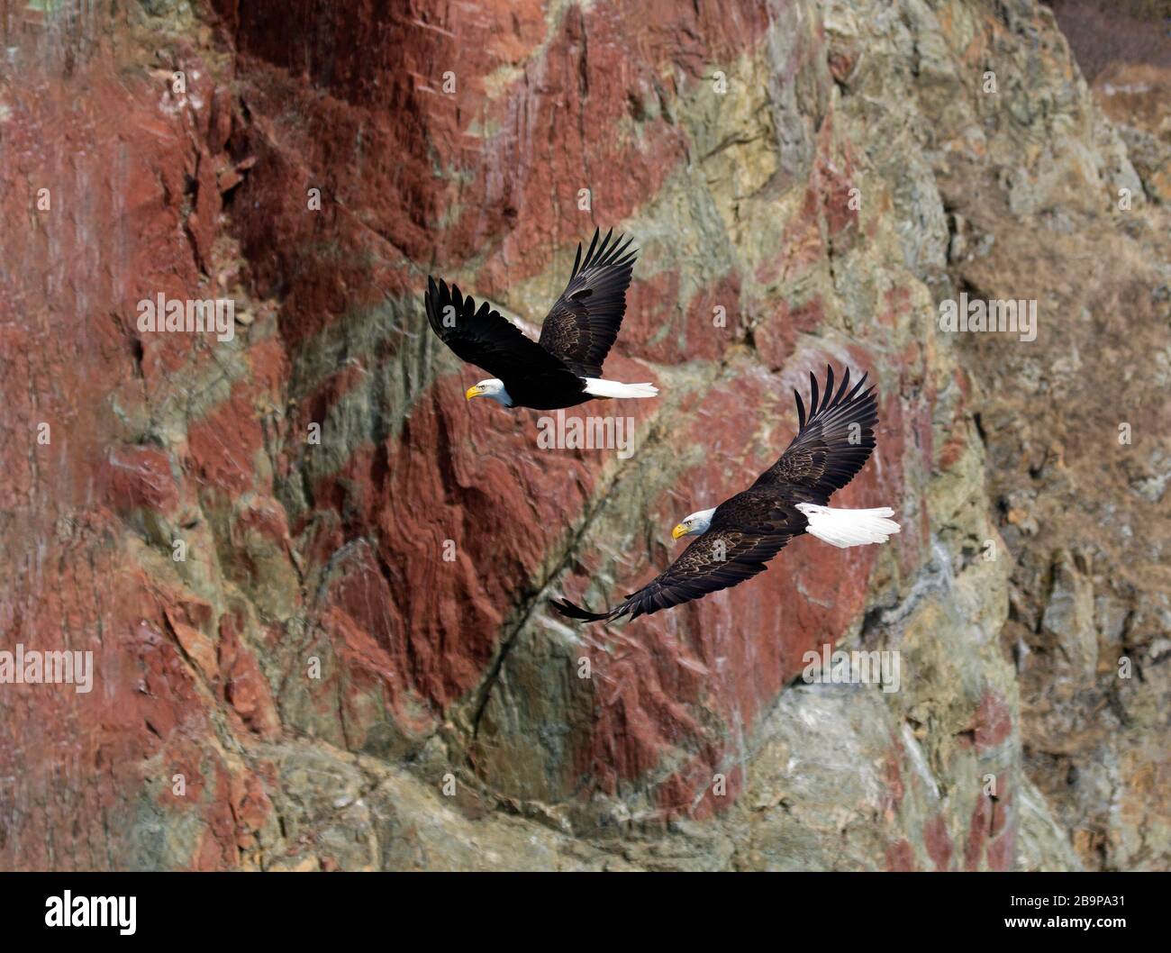 Two adult bald eagles flying across red cliff hi-res stock photography ...