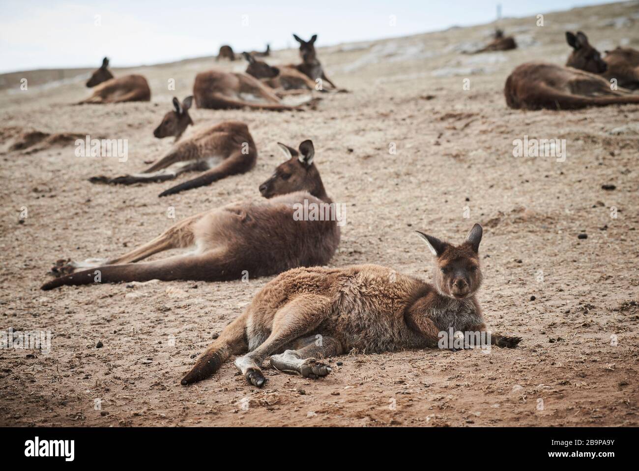 A mob of kangaroos that survived the 2020 bushfires on Kangaroo Island ...