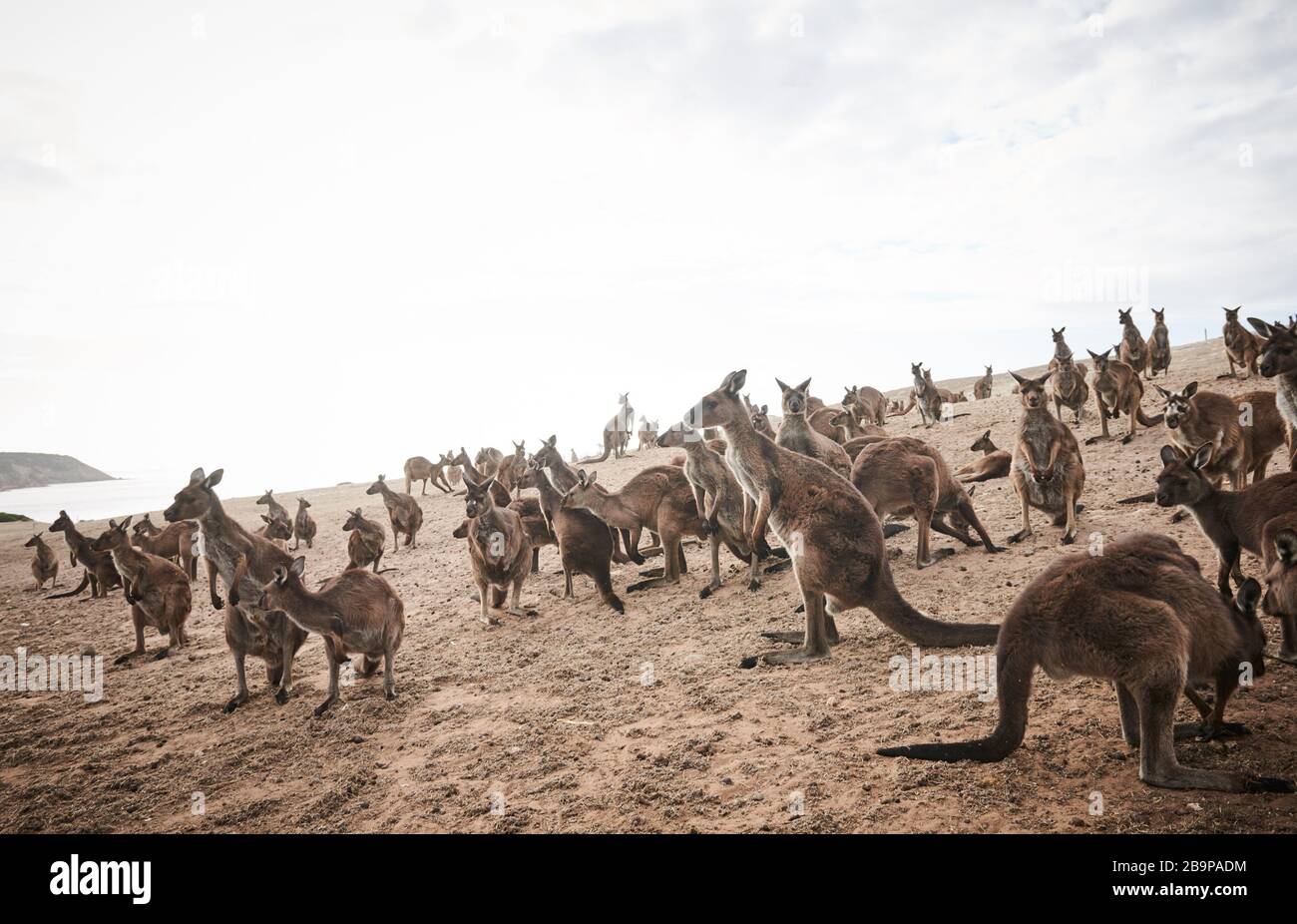A mob of kangaroos that survived the 2020 bushfires on Kangaroo Island ...