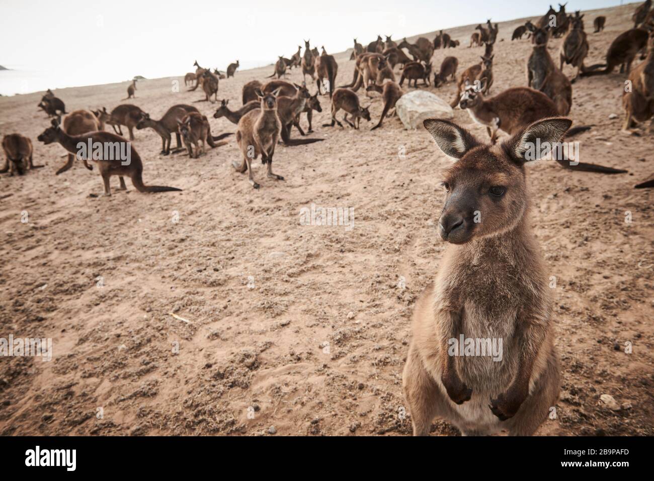 A mob of kangaroos that survived the 2020 bushfires on Kangaroo Island ...