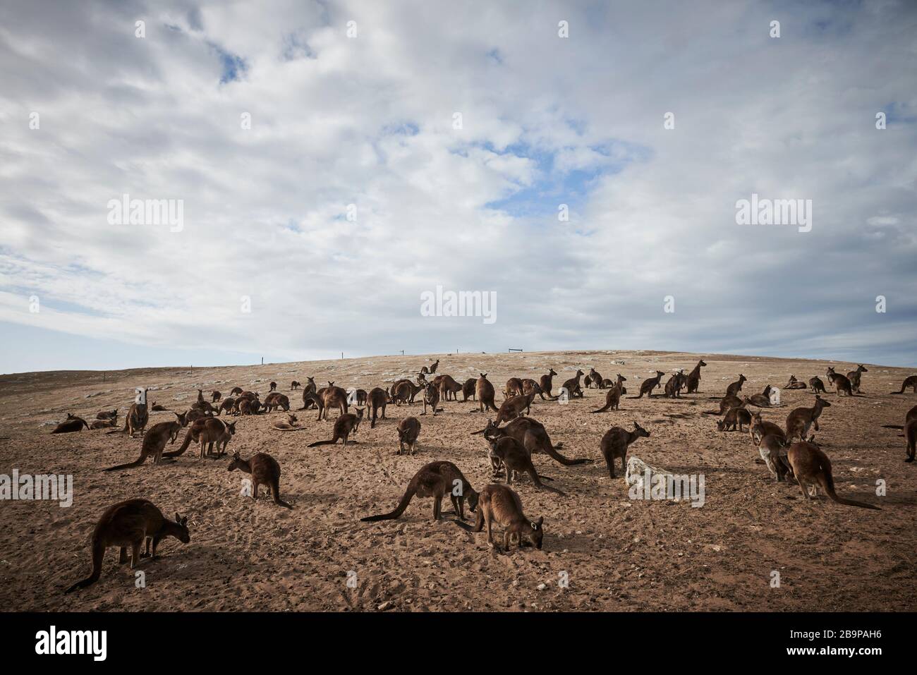 A mob of kangaroos that survived the 2020 bushfires on Kangaroo Island ...
