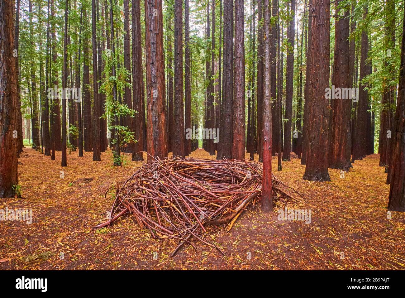 A grove of redwood trees planted in a grid as an agriculture experiment ...