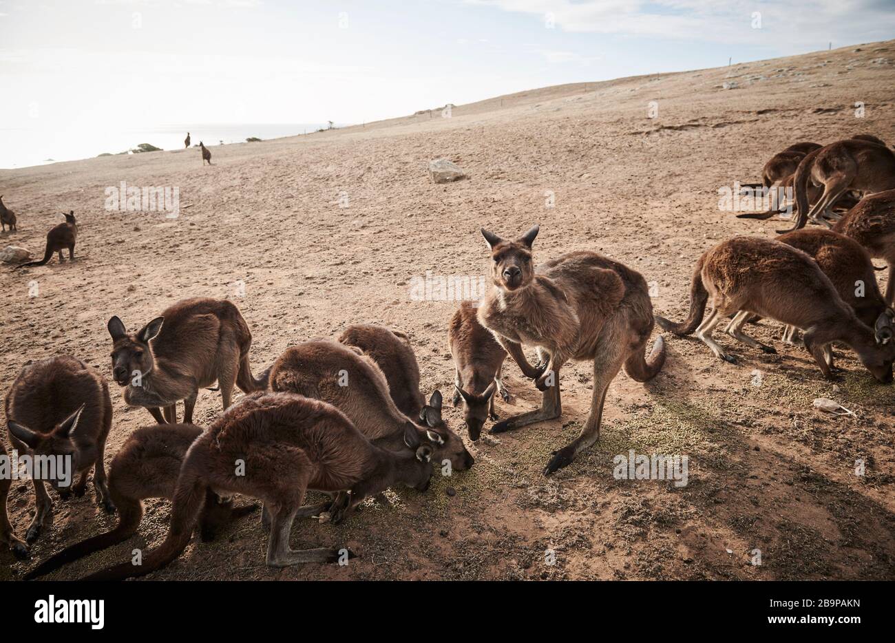 A mob of kangaroos that survived the 2020 bushfires on Kangaroo Island ...