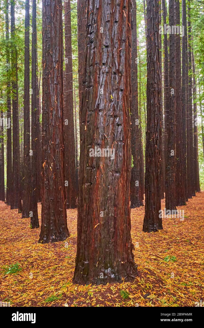 Warburton victoria australia hi-res stock photography and images - Alamy