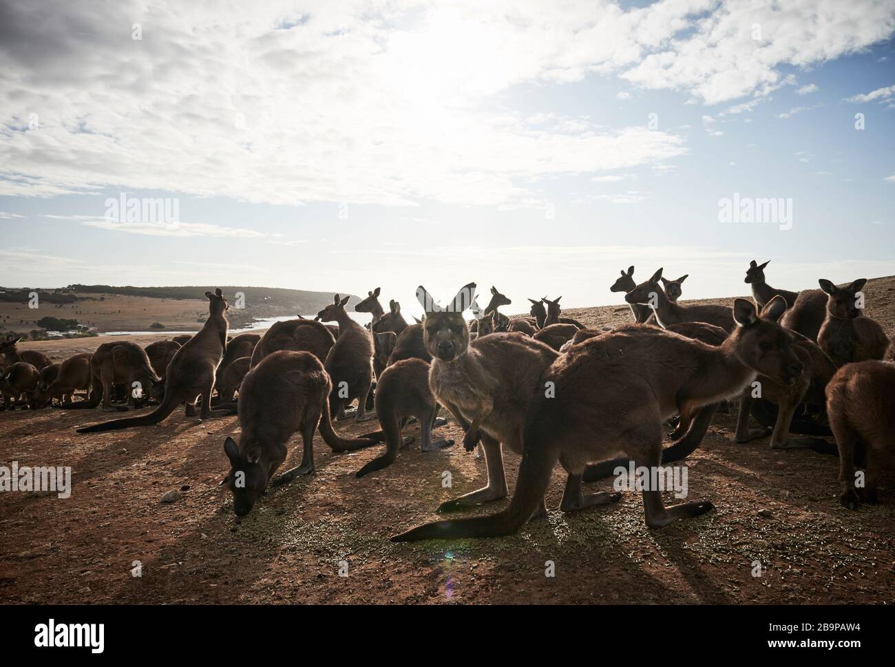 A mob of kangaroos that survived the 2020 bushfires on Kangaroo Island ...