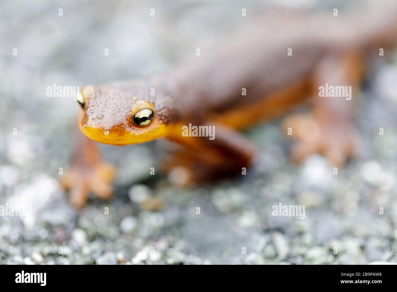 Rough skinned newt hi-res stock photography and images - Alamy