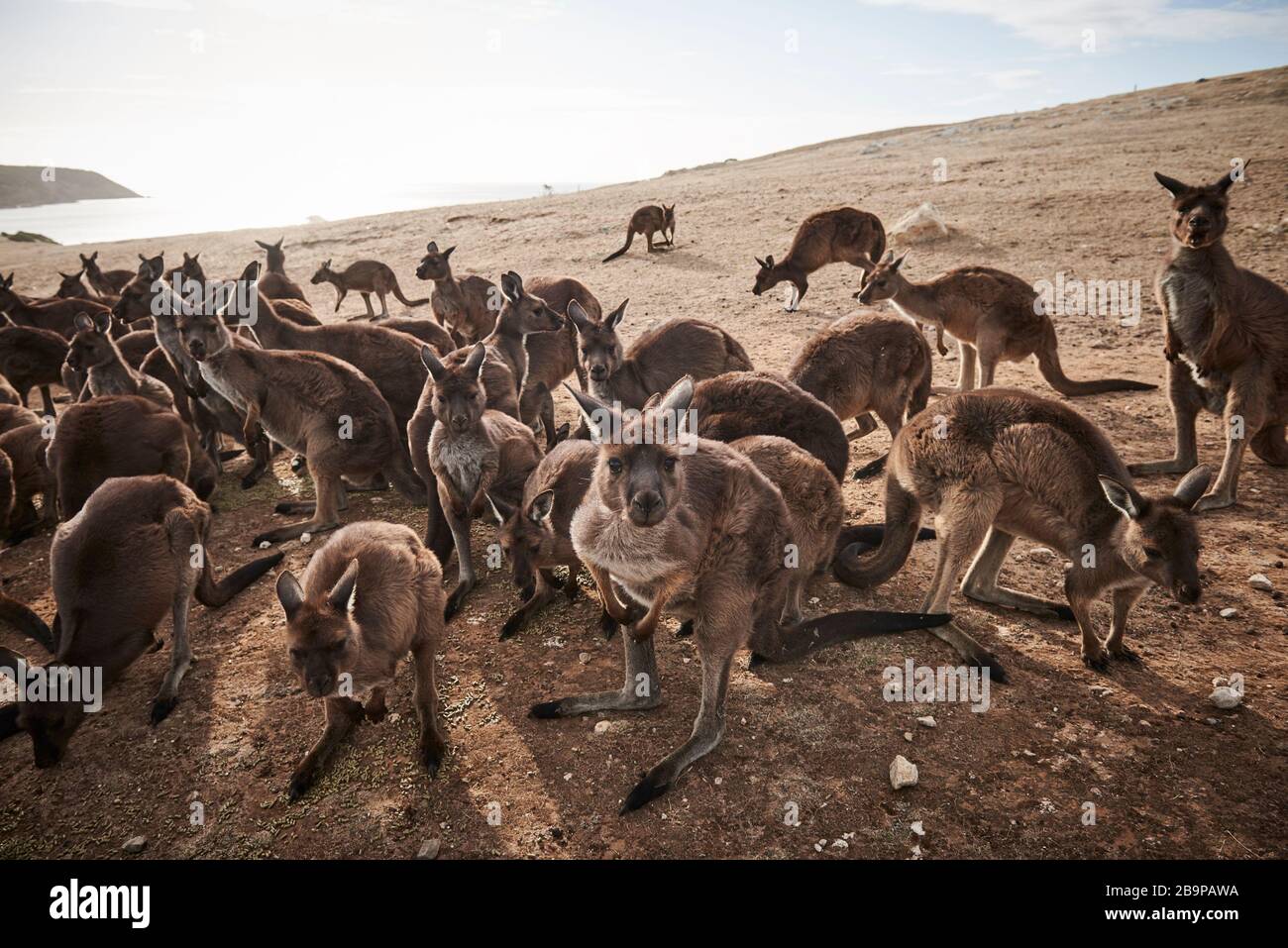 Mob of kangaroos hi-res stock photography and images - Alamy