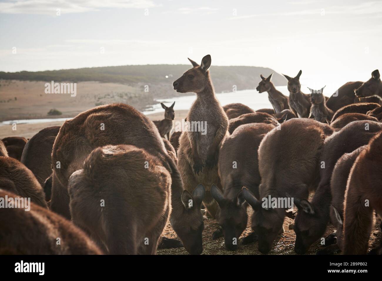A mob of kangaroos that survived the 2020 bushfires on Kangaroo Island ...