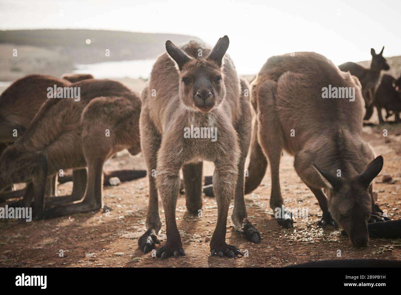 A mob of kangaroos that survived the 2020 bushfires on Kangaroo Island ...