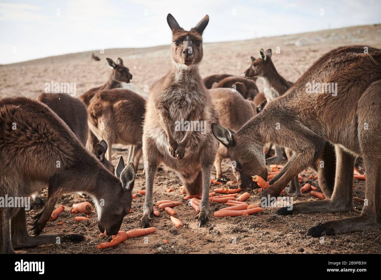 Mob of kangaroos hi-res stock photography and images - Alamy