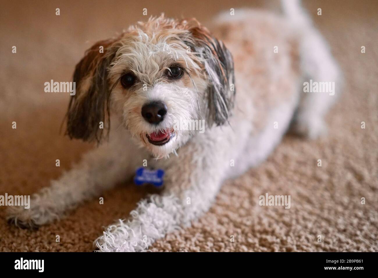 Cute dog poses hi-res stock photography and images - Alamy