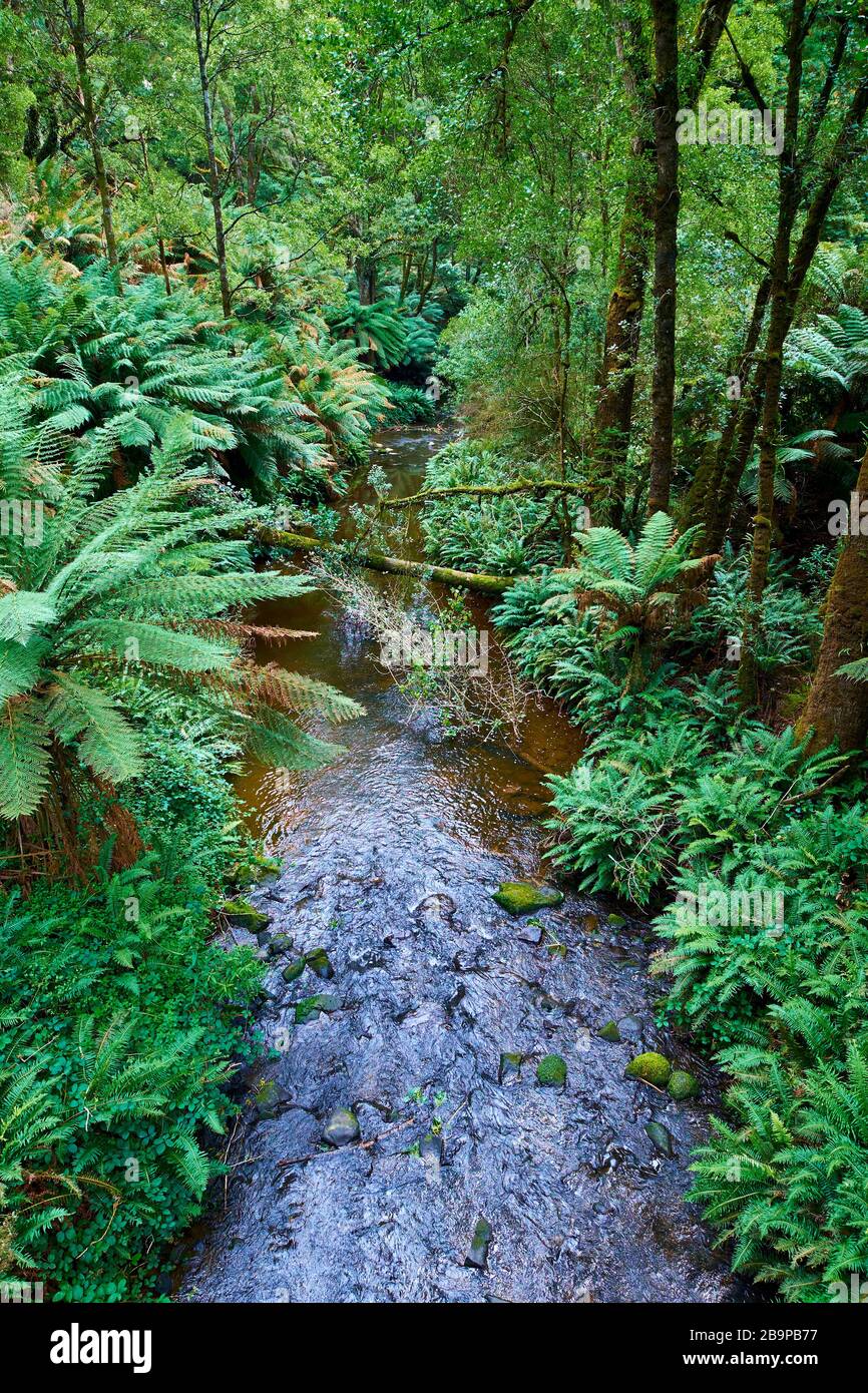 Trees along a river creek australia hi-res stock photography and images ...