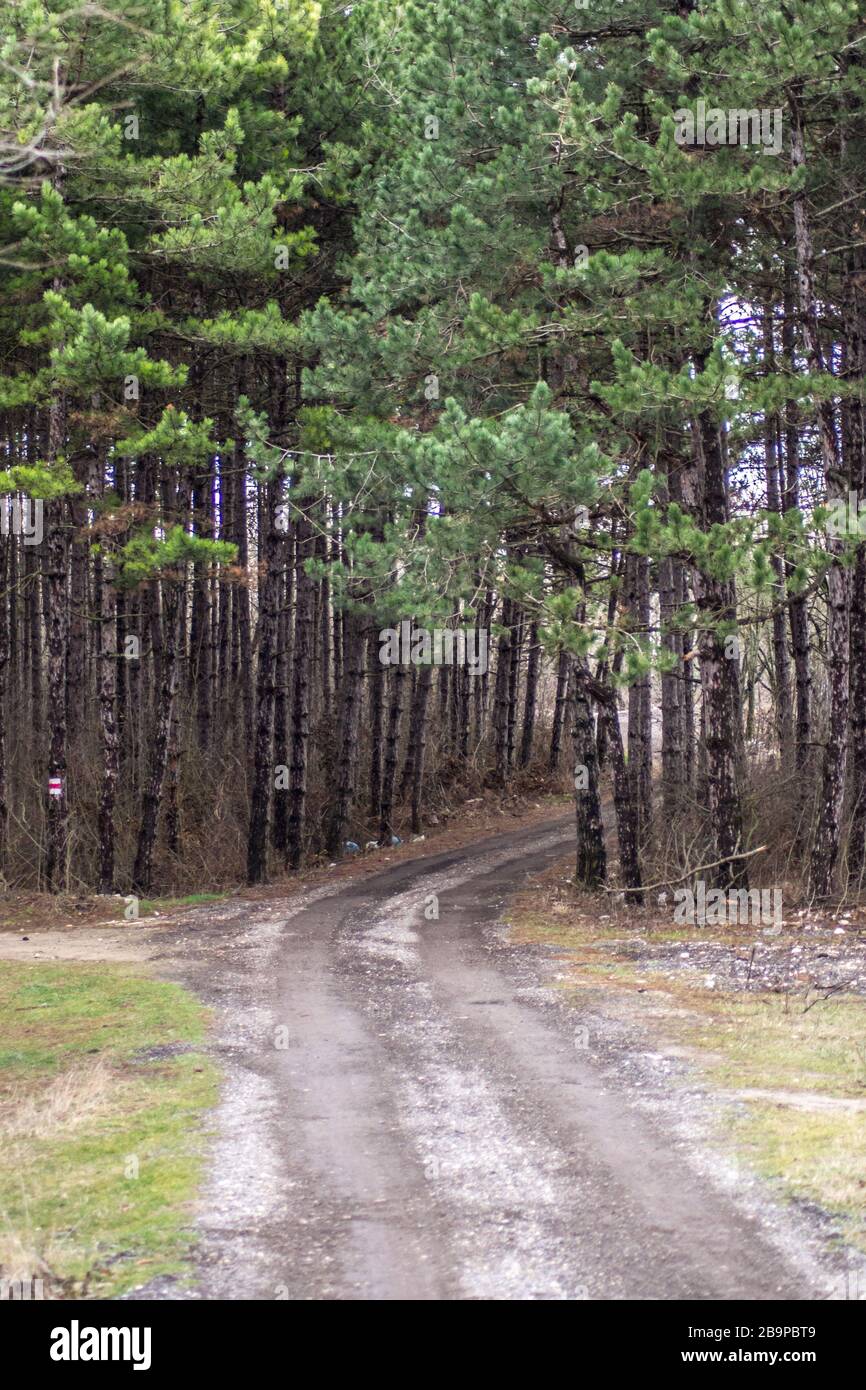 Beautiful season in the forest, mountain path, road with evergreen ...