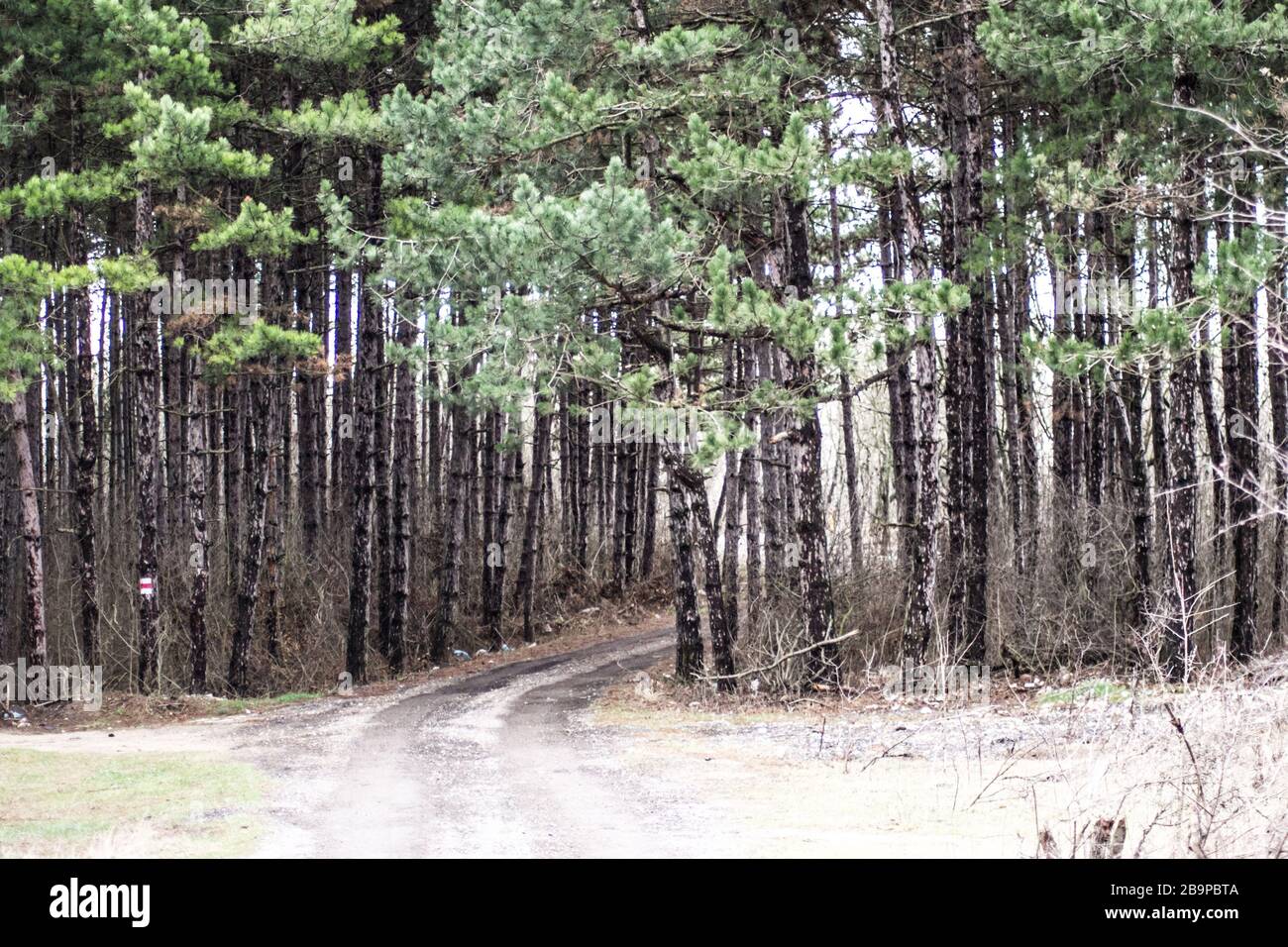Beautiful season in the forest, mountain path, road with evergreen ...