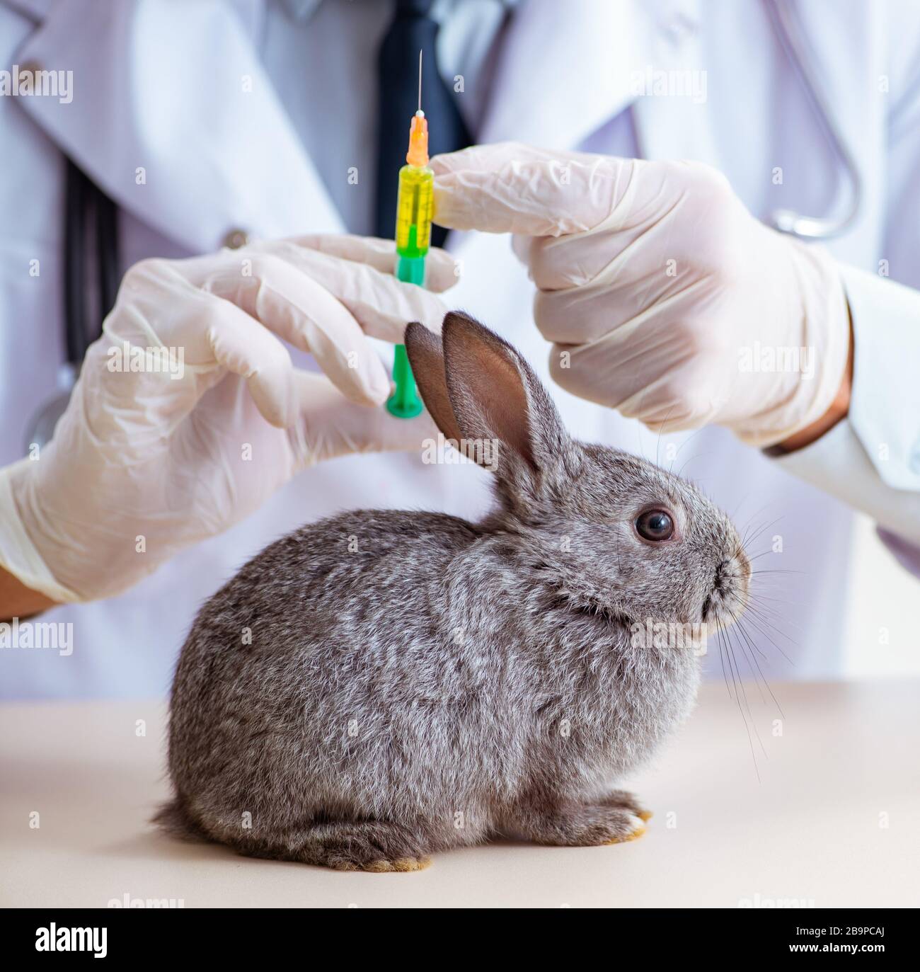 The vet doctor checking up rabbit in his clinic Stock Photo - Alamy