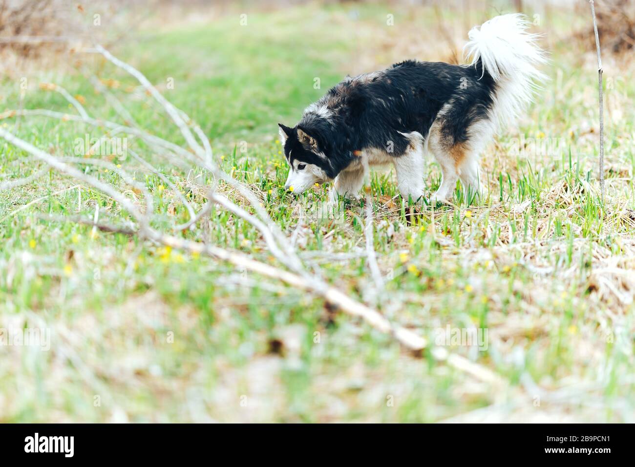 Dog breed Siberian Husky walking in spring forest Stock Photo - Alamy