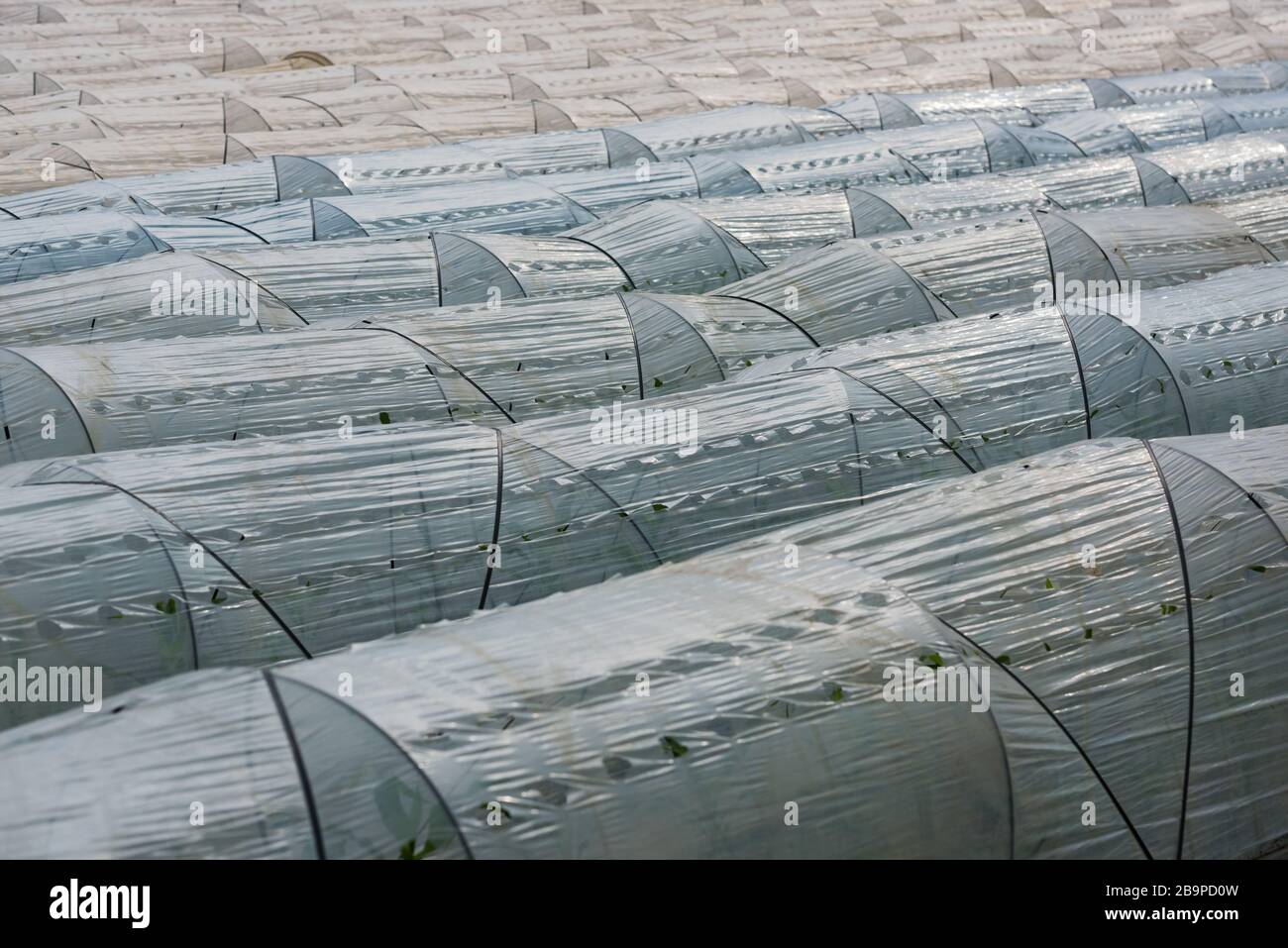 An organic agriculture field with plastic film protected Stock Photo ...