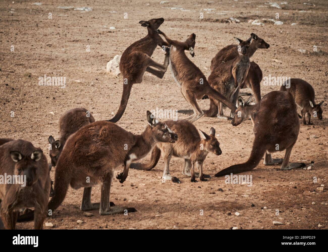 A mob of kangaroos and two fighting all of whom survived the 2020 ...