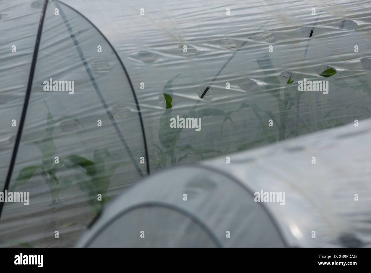 An organic agriculture field with plastic film protected Stock Photo ...