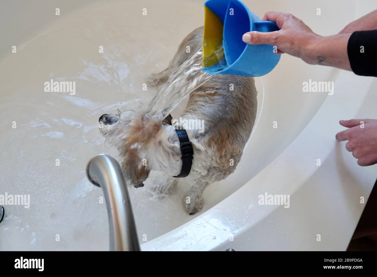 A dog gets a bath to get clean Stock Photo - Alamy