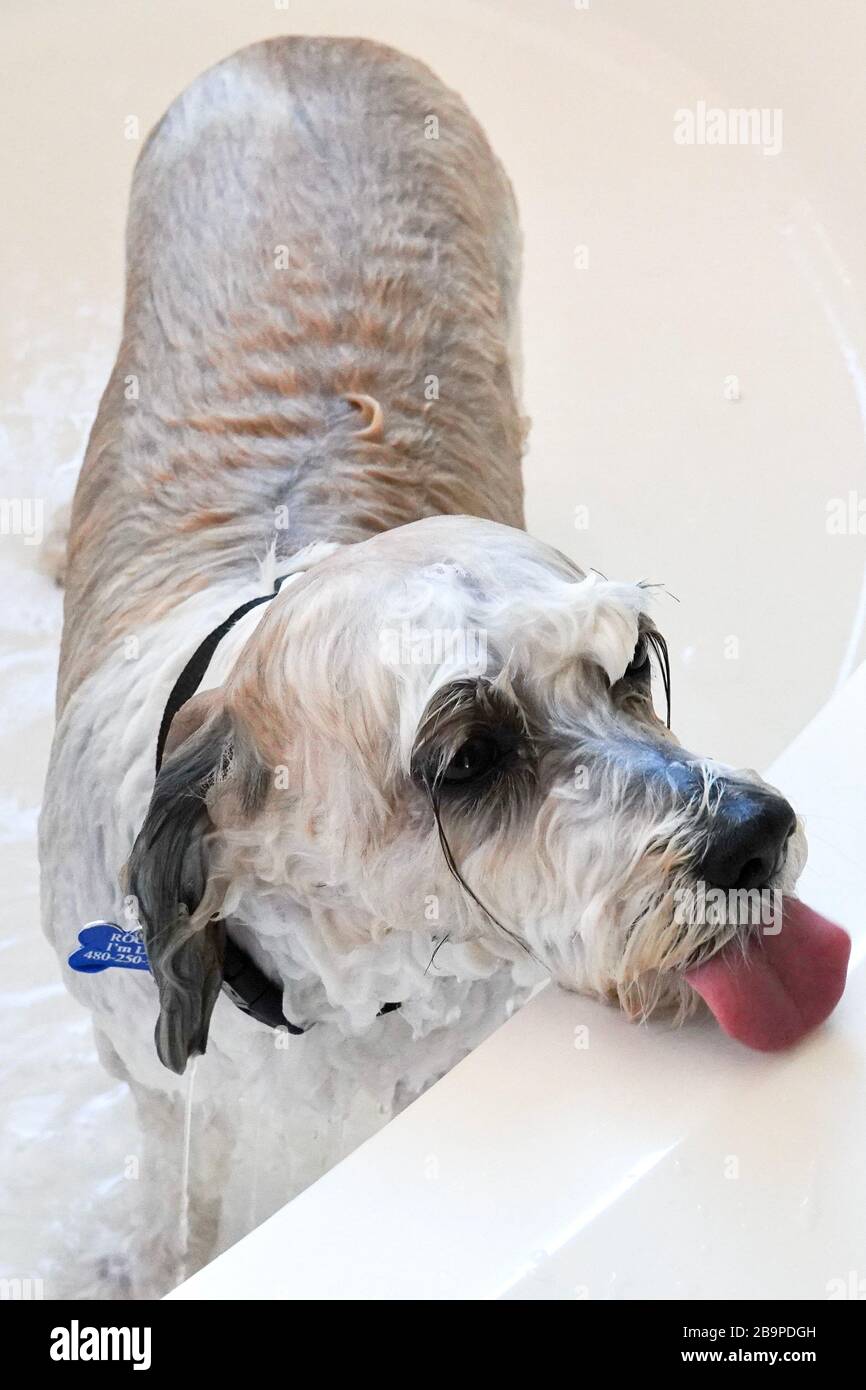 Wet dog bath hi-res stock photography and images - Alamy