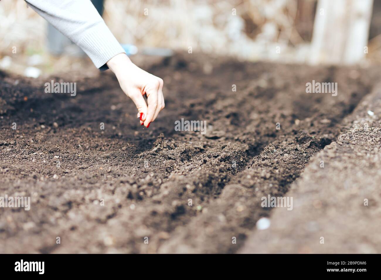 Putting seed hi-res stock photography and images - Alamy